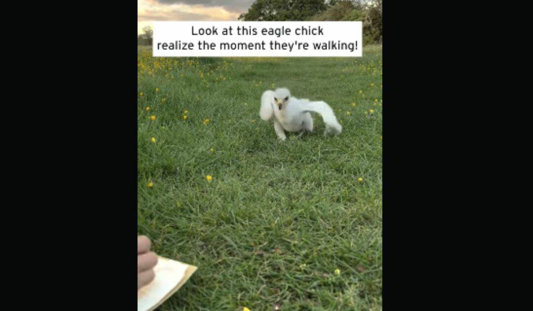 Bald Eagle Chick Takes His First Steps🦅 - Animals Around The Globe