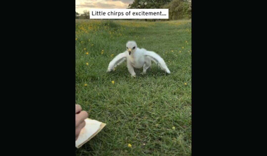 Bald Eagle Chick Takes His First Steps🦅 - Animals Around The Globe
