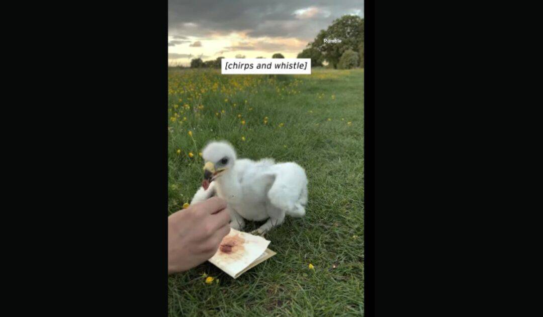 Bald Eagle Chick Takes His First Steps🦅 - Animals Around The Globe