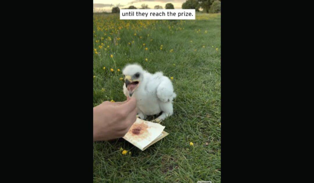 Bald Eagle Chick Takes His First Steps🦅 - Animals Around The Globe