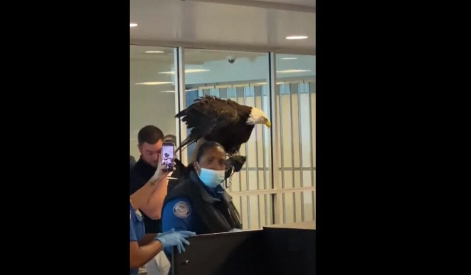 Travelling Bald Eagle Goes Through TSA line at Charlotte Airport ...