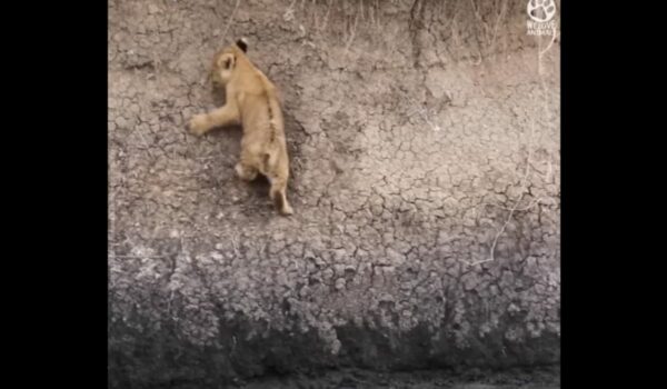 Baby Lion In Trouble Rescued By Mother - Animals Around The Globe