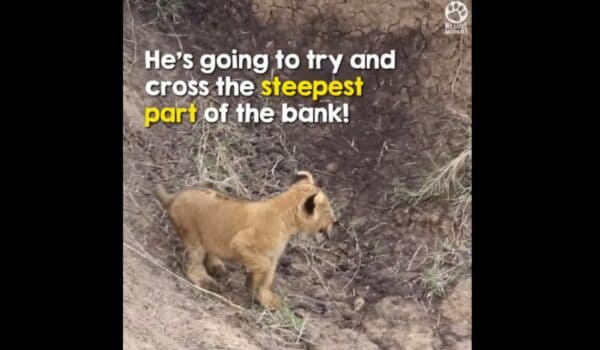 Baby Lion In Trouble Rescued By Mother - Animals Around The Globe
