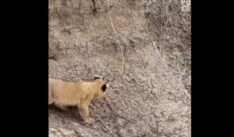Baby Lion In Trouble Rescued By Mother - Animals Around The Globe