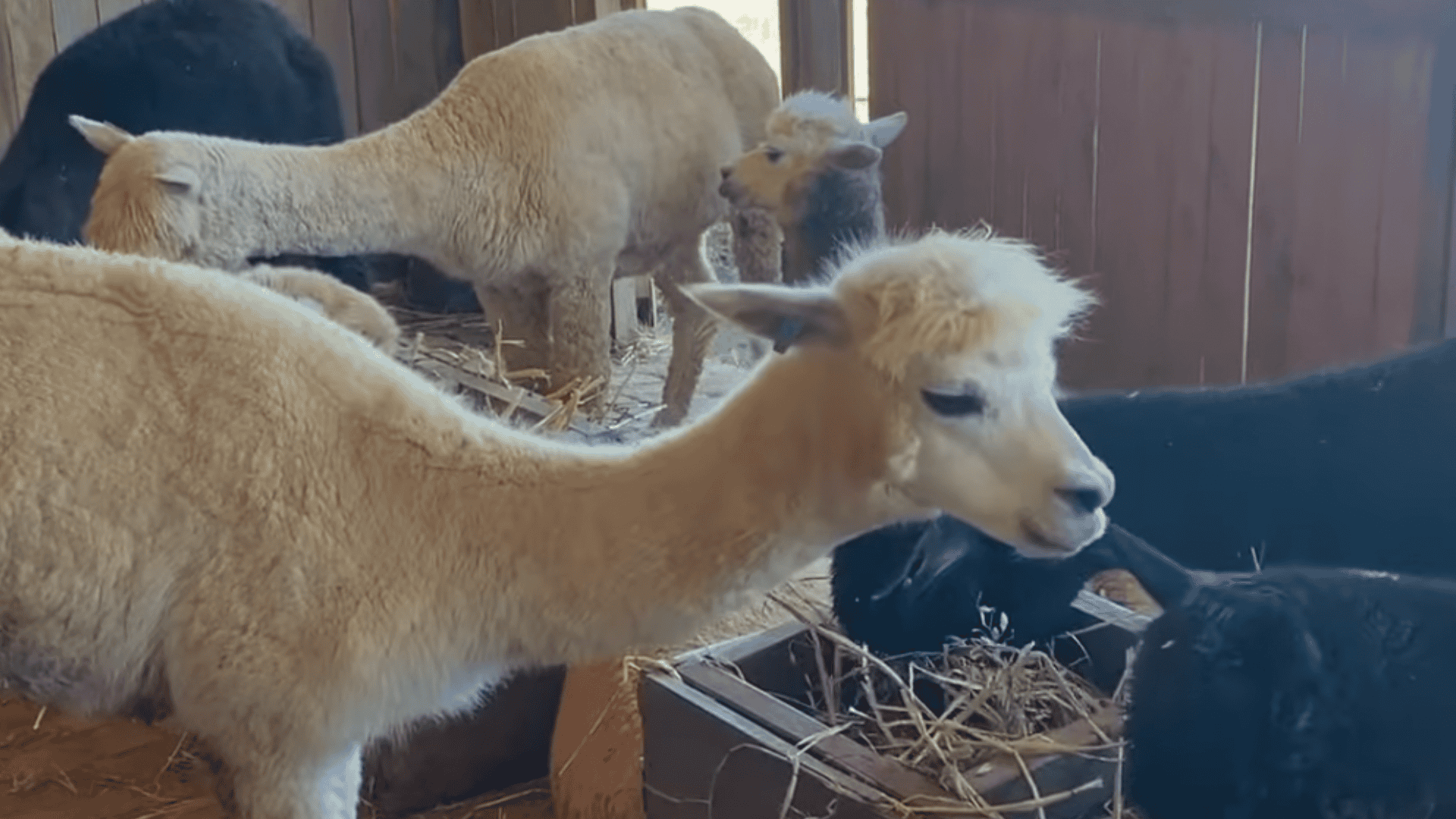 Horfðu á An Alpaca Have A Neezing Fit - Animals Around The Globe