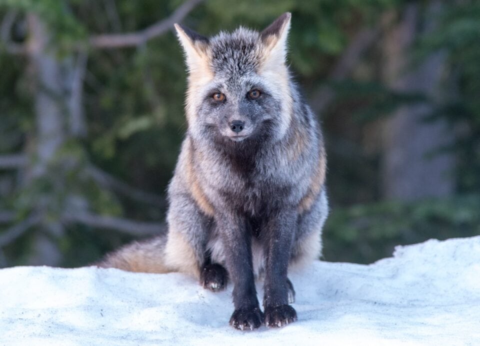 Animals That Call Mount Rainier National Park Home - Animals Around The ...