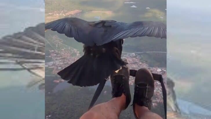 Watch: Vulture Lands on Paraglider over Brazil - Animals Around The Globe