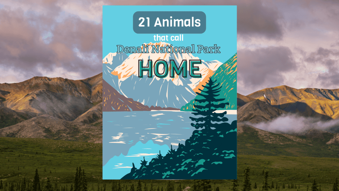 US Animal News - Animals Around The Globe