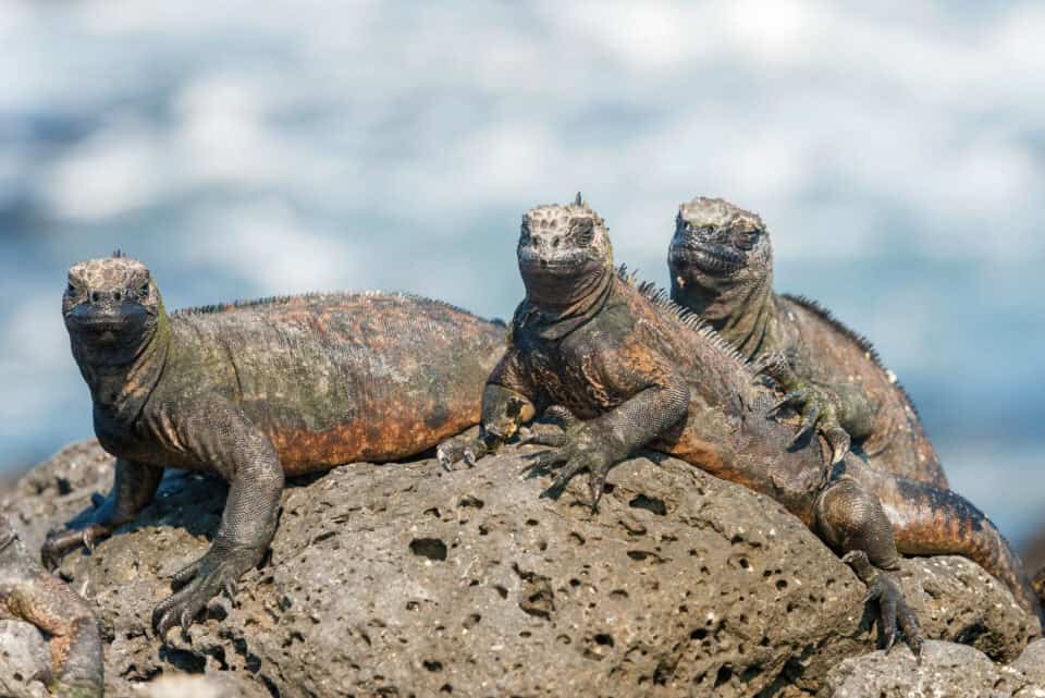 Top 10 Animals and Wildlife in the Galápagos Islands - Animals Around ...