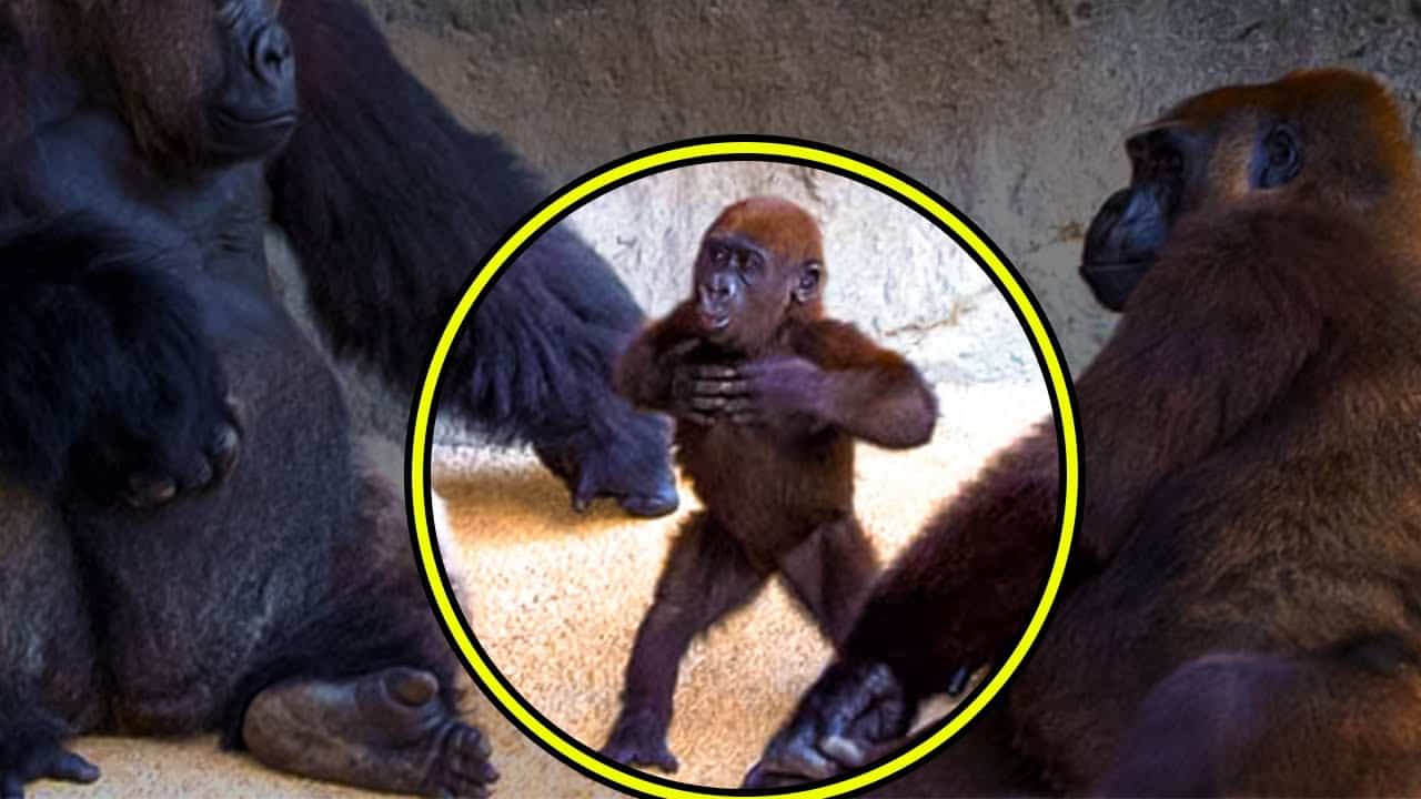 Baby Gorilla Playfully Annoys Dad at Zoo - Animals Around The Globe