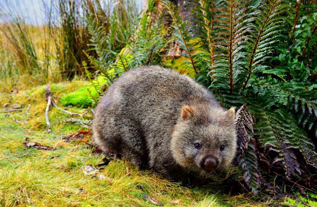 Wombats are Criminally Underrated - Animals Around The Globe