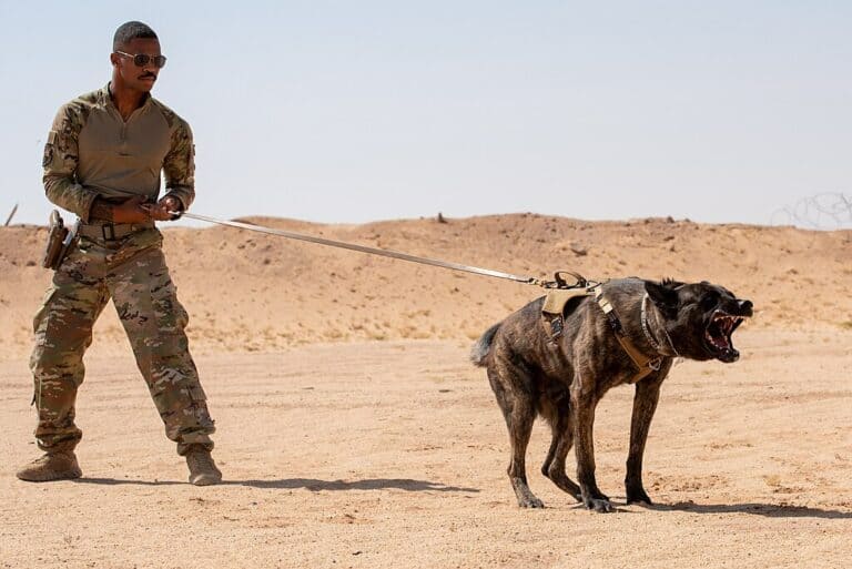 Watch: All About Elite Military Dogs - Animals Around The Globe