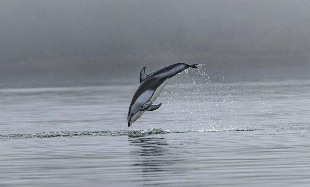 7 Places in the U.S. Where You Can Legally Swim with Dolphins - Animals ...
