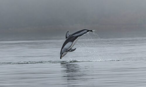 7 Places in the U.S. Where You Can Legally Swim with Dolphins - Animals ...