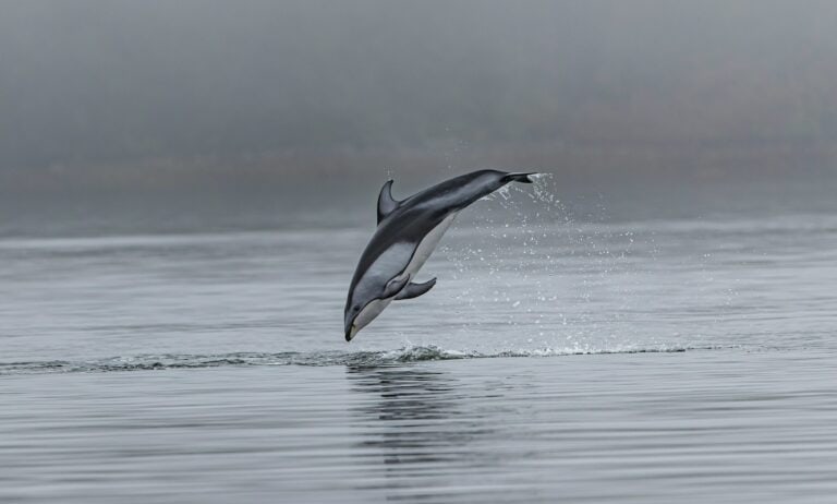 7 Places in the U.S. Where You Can Legally Swim with Dolphins - Animals ...
