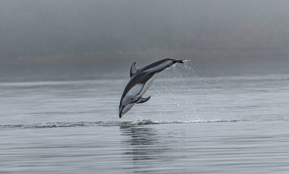 7 Places in the U.S. Where You Can Legally Swim with Dolphins - Animals ...