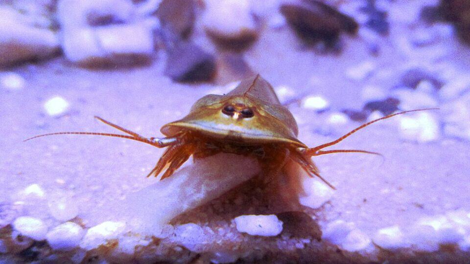 10 Ancient Animals That Still Exist Today - Animals Around The Globe