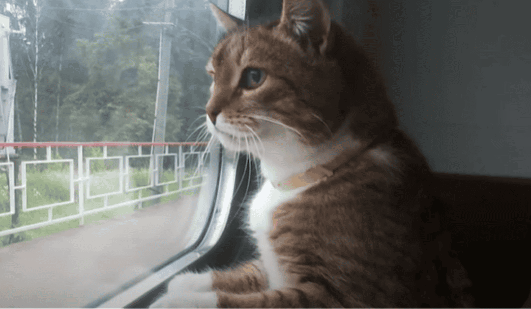 Snowball The Cat Was Left Abandoned By His Family On Train Journey Home ...