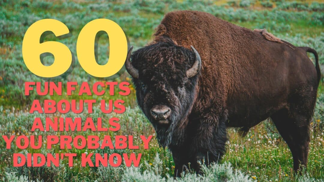 US Animal News - Animals Around The Globe
