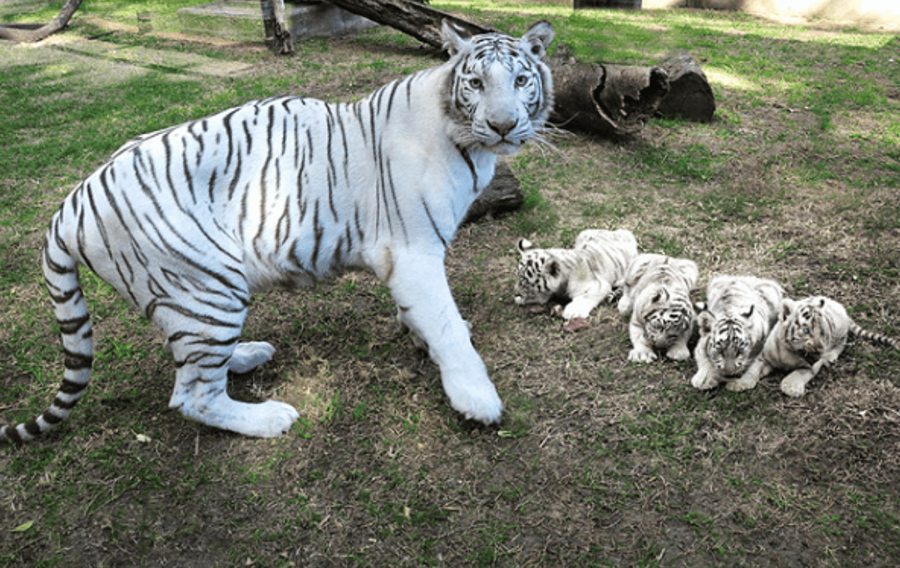 Natum quattuor Albae Bengalicae Tiger Catuli apud Buenos Aires Zoo ...