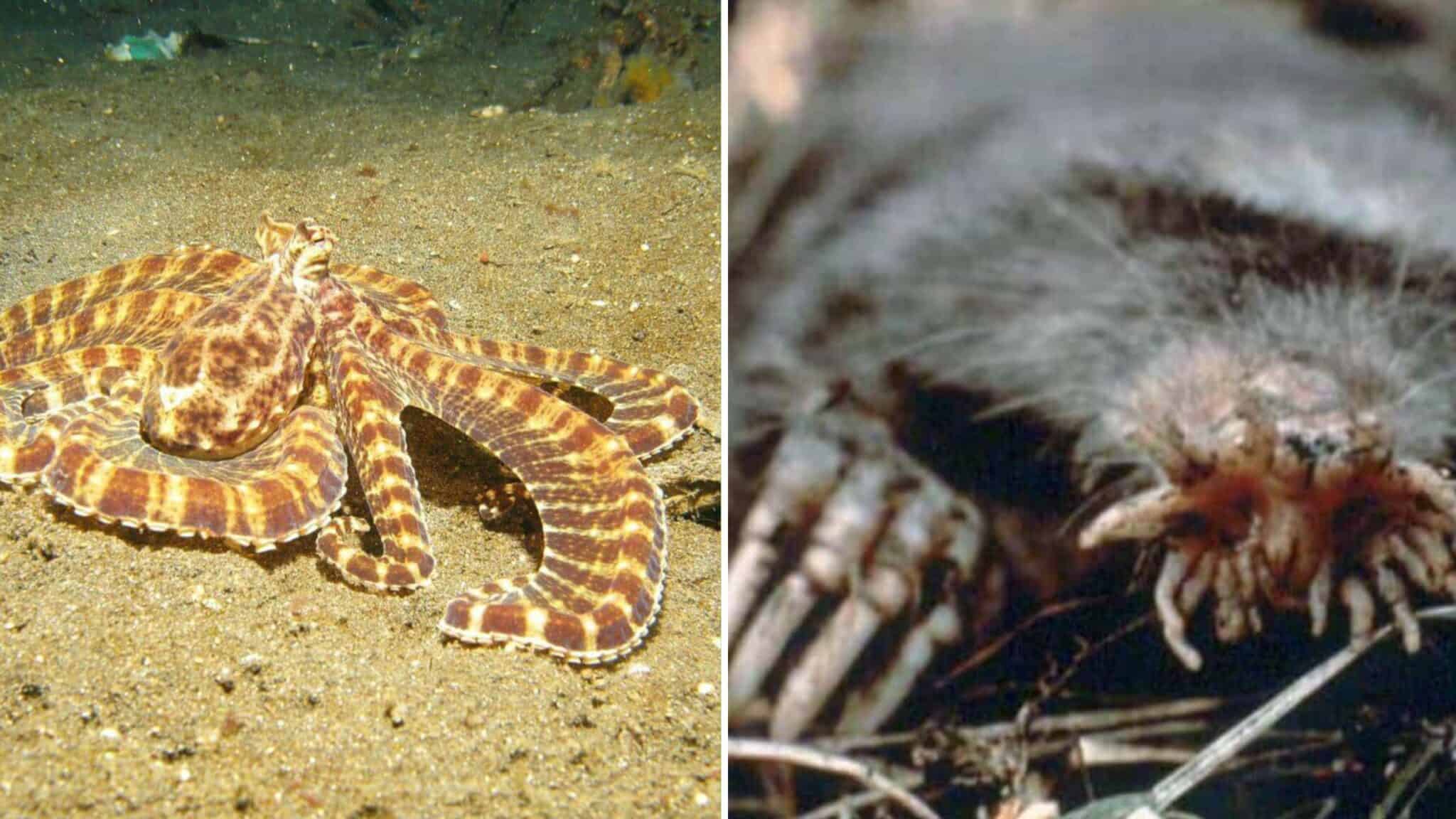 Top 10 Animals With Unique Adaptations - Animals Around The Globe