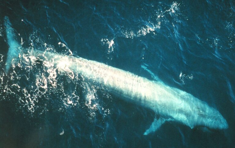 Giant Whale Discovery in Peru Challenges Current Blue Whale Record ...