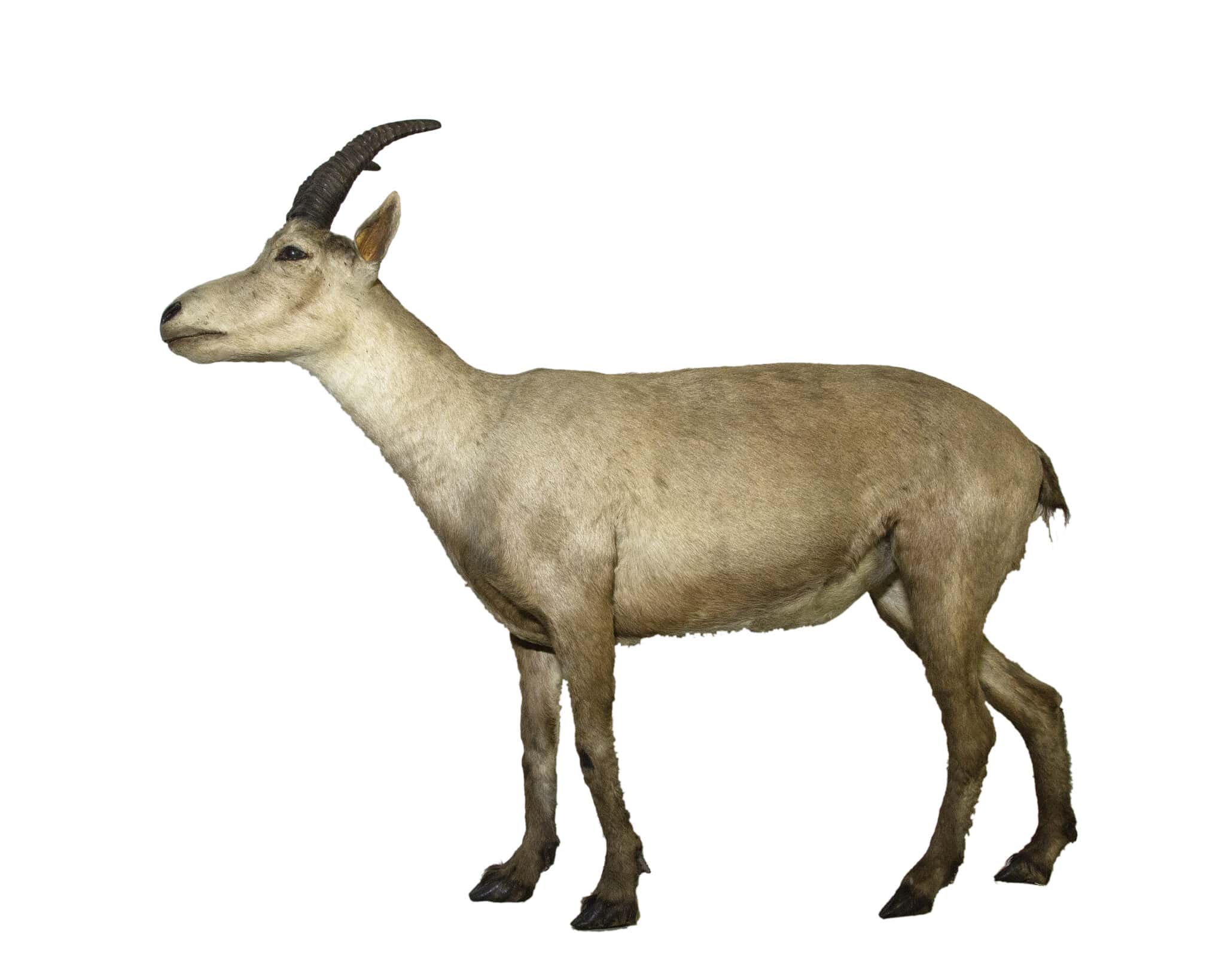 Top 15 Recently Extinct Animals You Should Know About - Animals Around ...