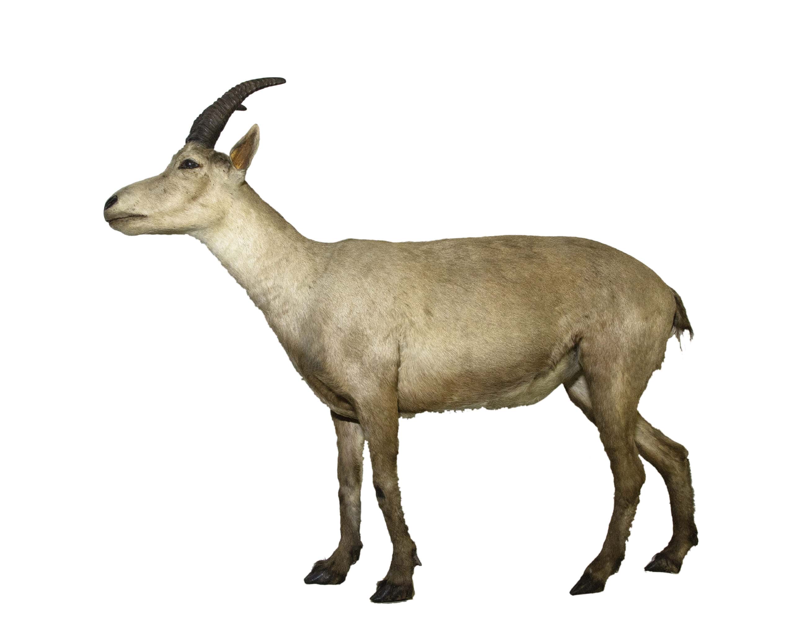 Top 15 Recently Extinct Animals You Should Know About - Animals Around ...