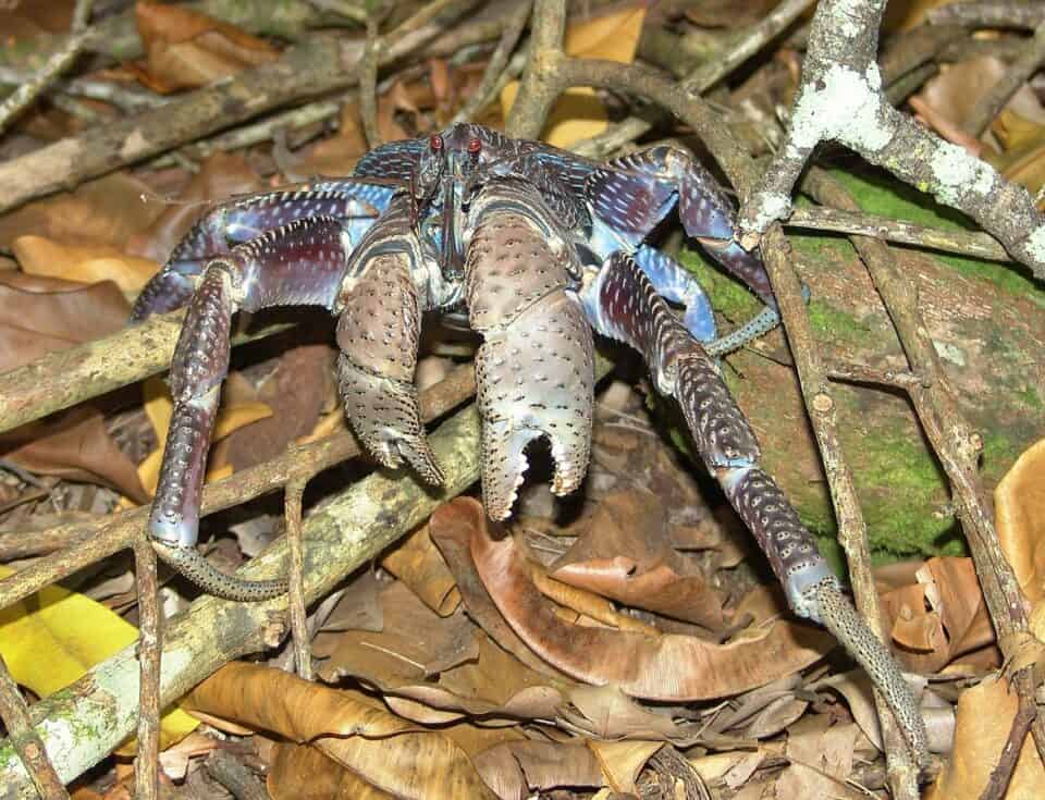 These Crabs Can Climb Trees—and Houses - Animals Around The Globe