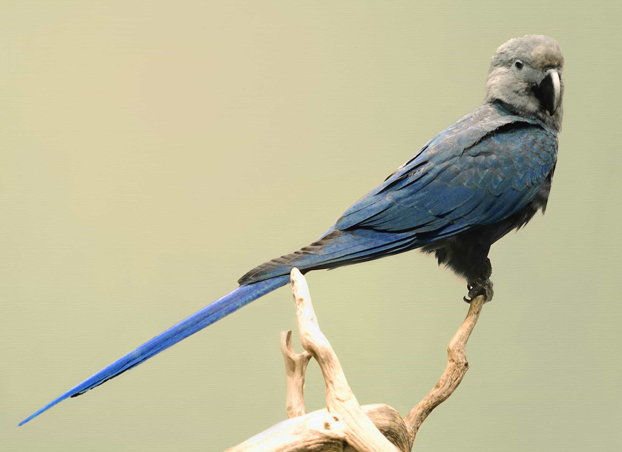 Top 15 Recently Extinct Animals You Should Know About - Animals Around ...