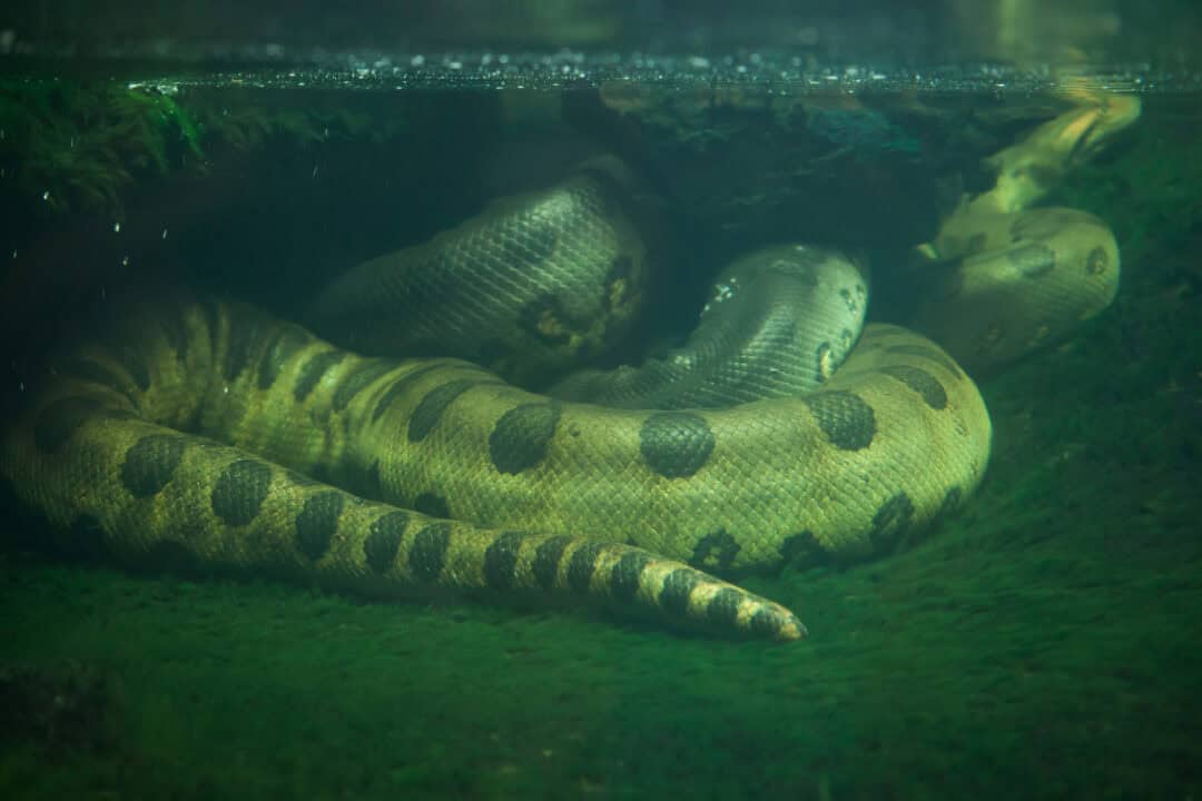 The World’s Heaviest Snake Can Weigh More Than a Refrigerator - Animals ...