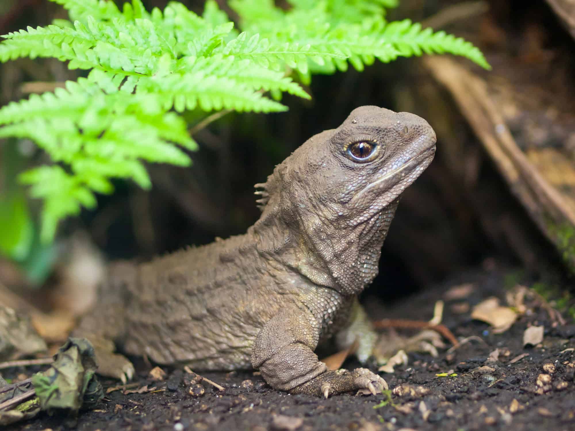 Tuataras The Last Survivors of an Ancient Reptilian Line - Animals ...