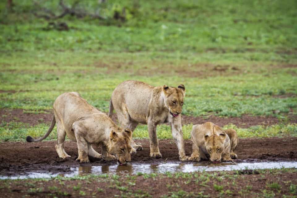 Wildlife Conservation Milestones: Reflecting on Recent Achievements ...