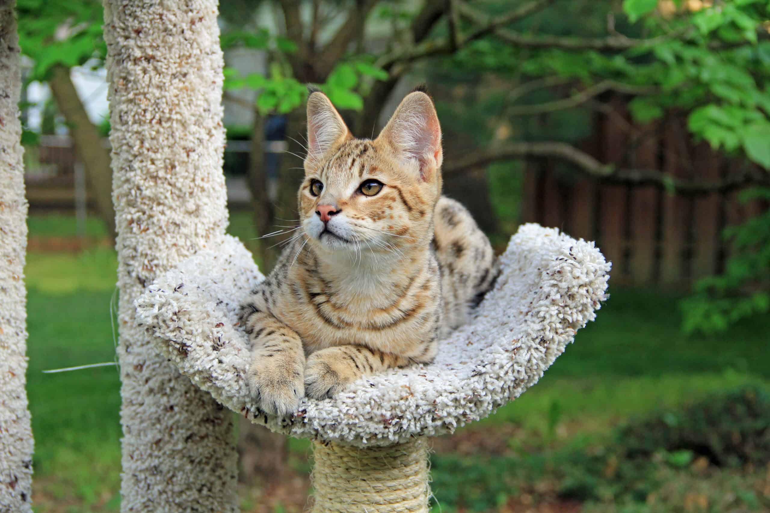 12 Incredibly Rare Animal Hybrids That Actually Exist - Animals Around ...