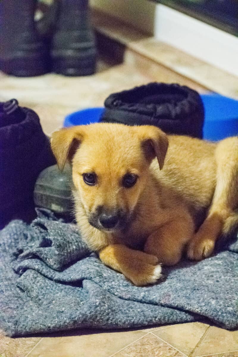 A Terrified Puppy Shaking in Hope for a Second Chance - Animals Around ...