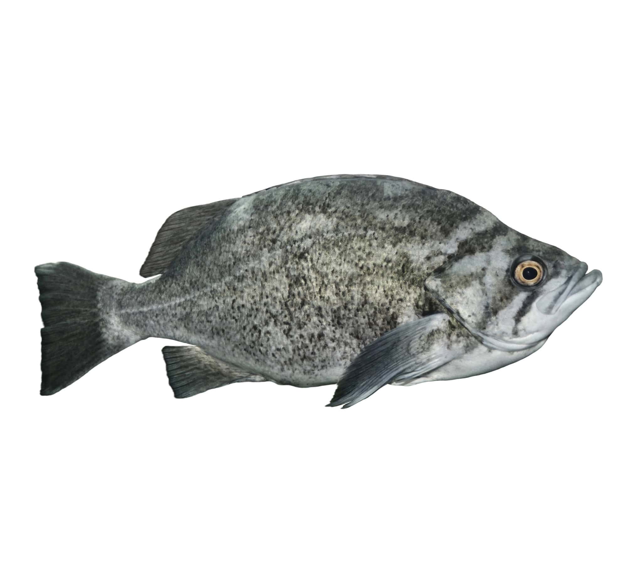 The Oldest Living Fish Discovered in the Pacific Ocean