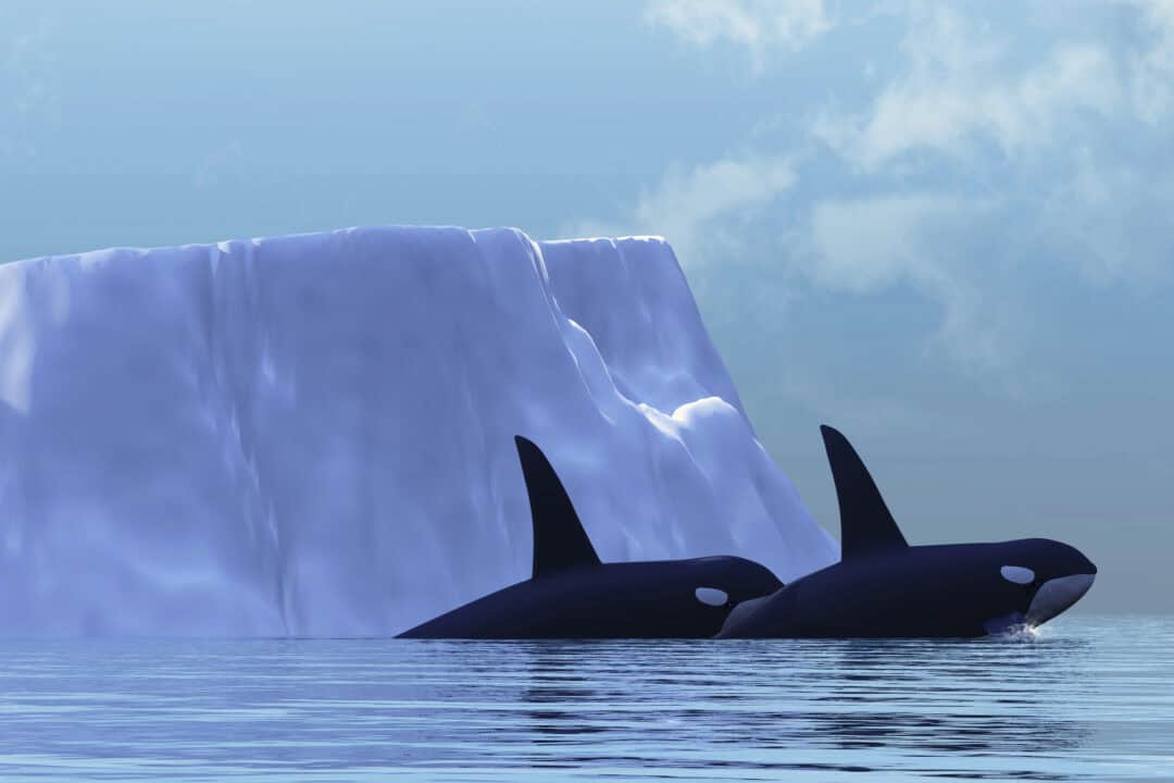 The Largest Orca Pod Ever Recorded Off the U.S. Coast - Animals Around ...