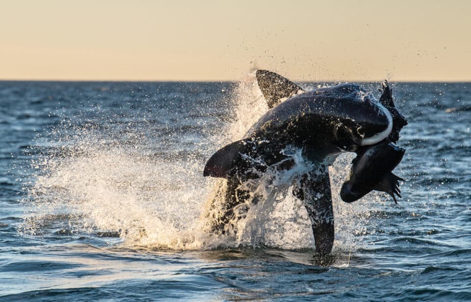 Shark Leaps Onboard Fishing Boat Surprising The Fishermen - Animals ...