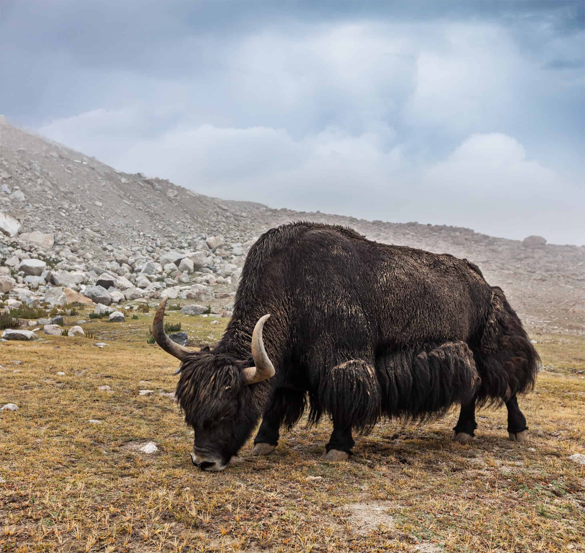 11 Animals That Can Survive in Extreme Climates and How They Do It ...