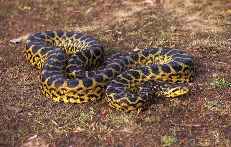 The World’s Heaviest Snake Can Weigh More Than a Refrigerator - Animals ...