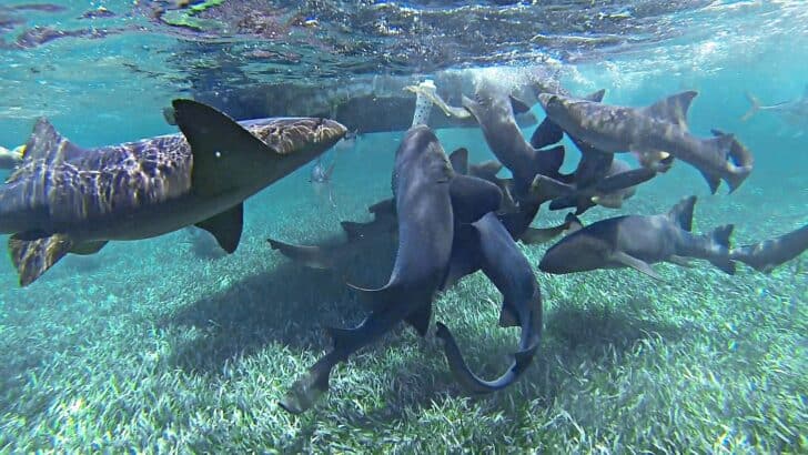 13 Sharks That Can Be Found in Surprisingly Shallow Waters - Animals ...