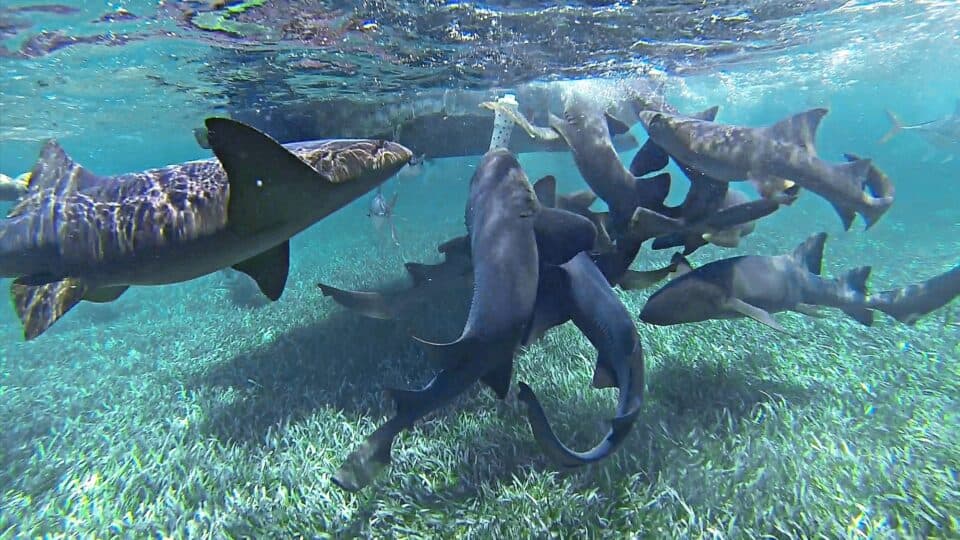 13 Sharks That Can Be Found in Surprisingly Shallow Waters - Animals ...