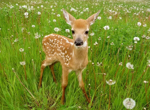 How White-Tailed Deer Became America’s Most Abundant Wild Mammal