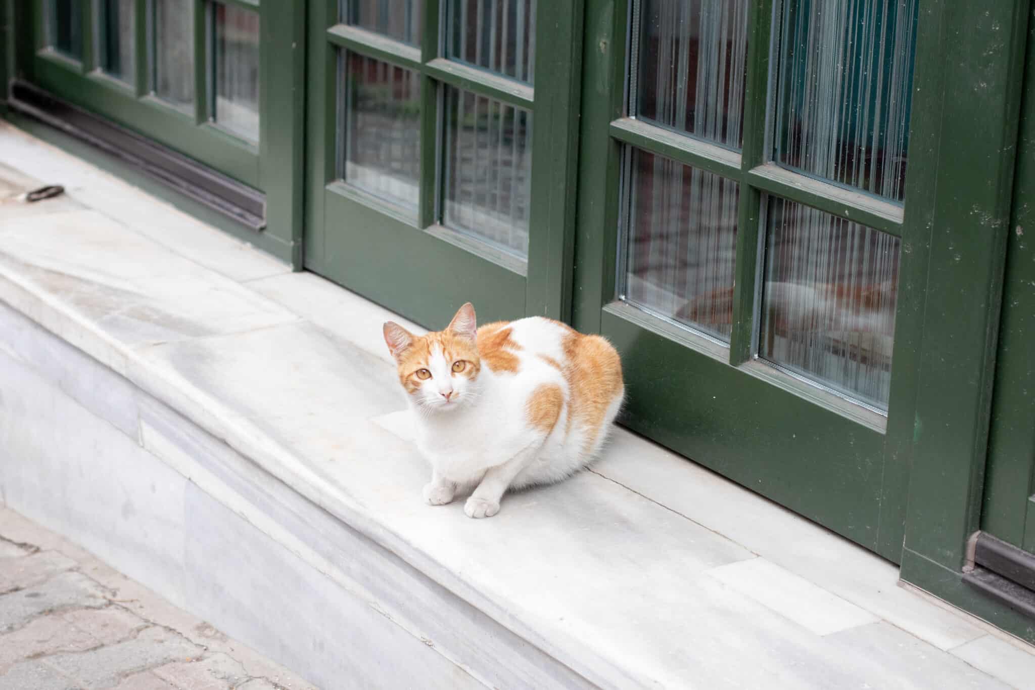 Stray Cat's Sits Outside ‘Lucky Pet’ Store with Longing Eyes - Animals ...