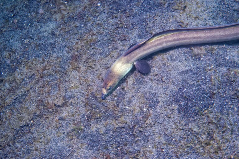 The Oldest Living Creature Found in the Ocean