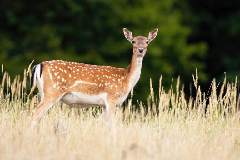 The Surprising Benefits of Big Game Hunting - Animals Around The Globe