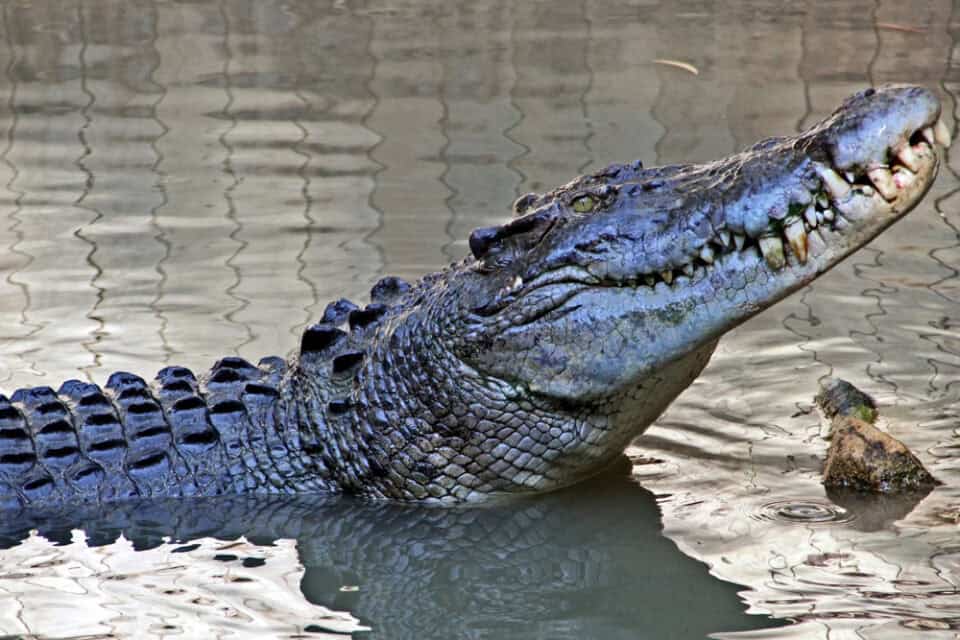 Massive Crocodile Owns The Boat Ramp - Animals Around The Globe