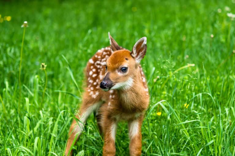 What to Do If You See a Fawn Alone in Your Yard