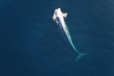 Giant Whale Discovery in Peru Challenges Current Blue Whale Record ...