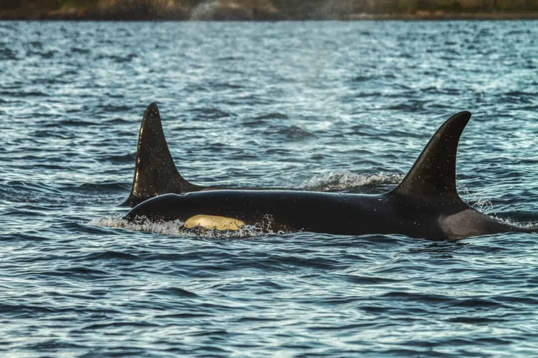 The Largest Orca Pod Ever Recorded Off the U.S. Coast - Animals Around ...